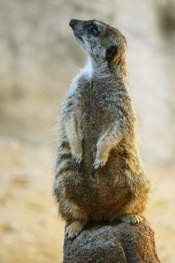 147 Meerkat Exhibit Stock Photos - Free & Royalty-Free Stock Photos ...