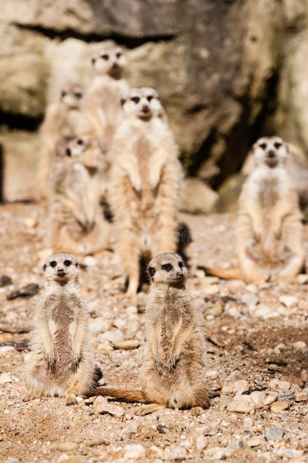 Standing Meerkat stock photo. Image of botswana, standing - 9688232