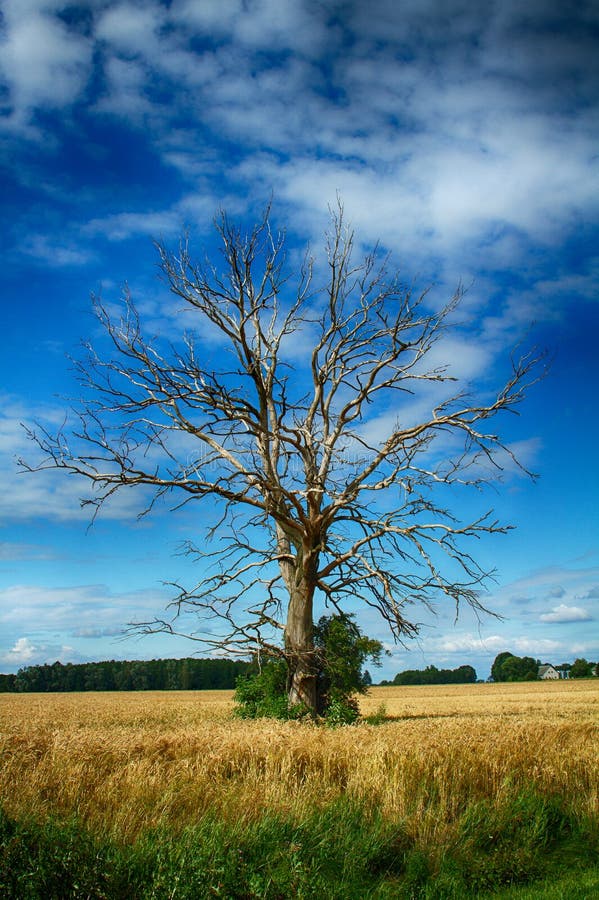Lonely, dry tree stock photo. Image of autumn, withered - 110004886