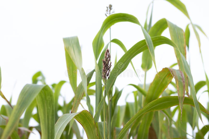 Green Millets Crop Looking in To the Leaf Stock Image - Image of farm ...