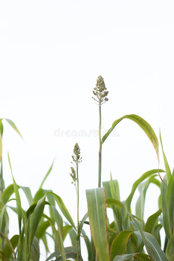 Two ear of millets crop stock image. Image of fields - 304352105