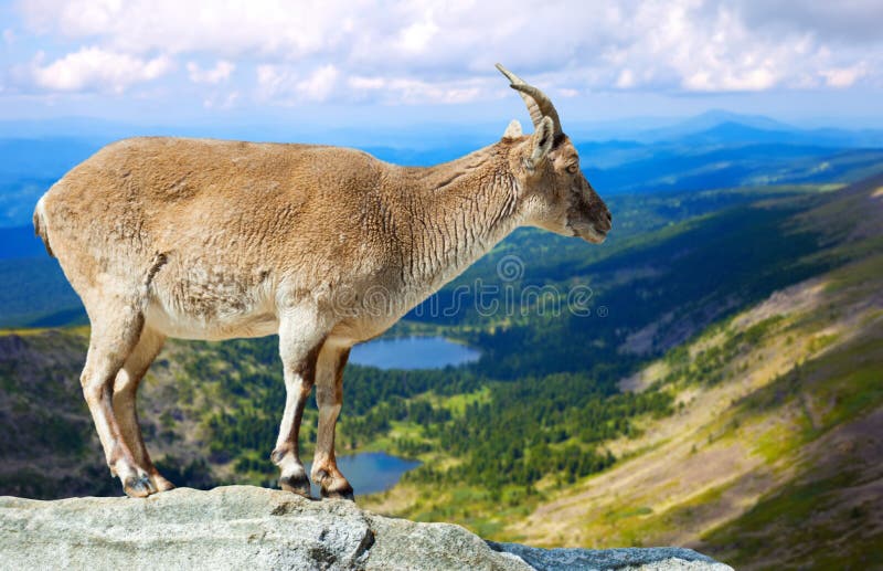 Muflon stock photo. Image of aries, peaceful, head, national - 34894860