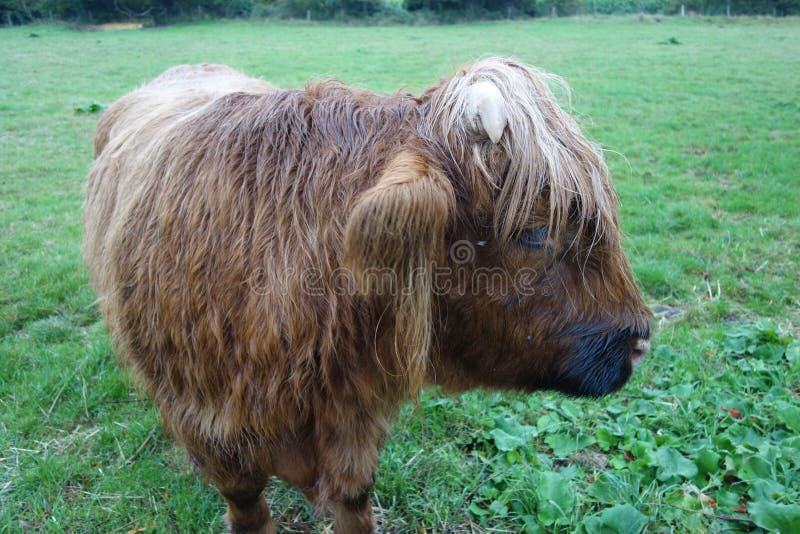Standing in My Field stock image. Image of hair, bull - 160100845