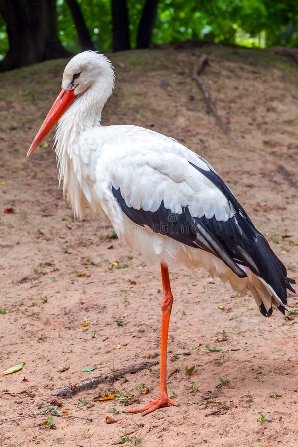 White stork stock photo. Image of birth, outdoor, bird - 3518390