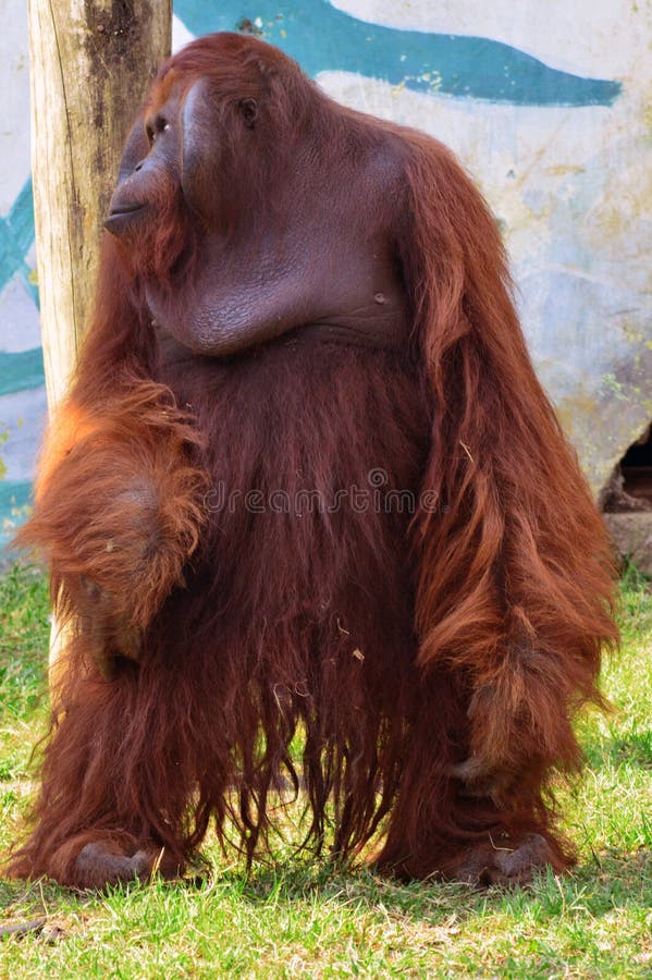 The standing orangutan stock image. Image of right, jump - 72383283