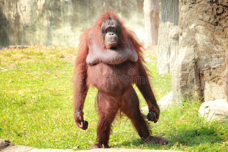 Orangutan Standing Proud On A Log Stock Image - Image of orangutan ...