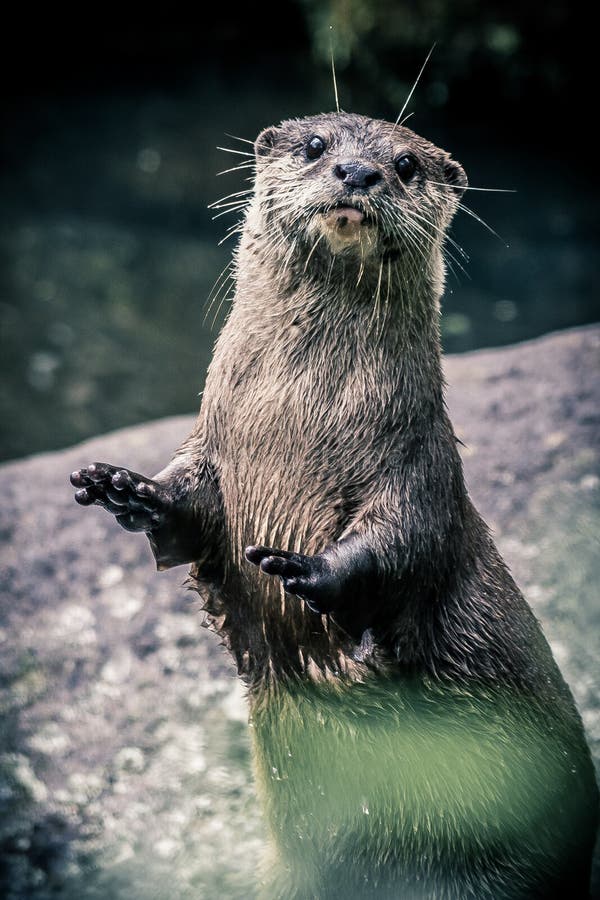 Standing Otter stock image. Image of water, closeup, asian - 887037