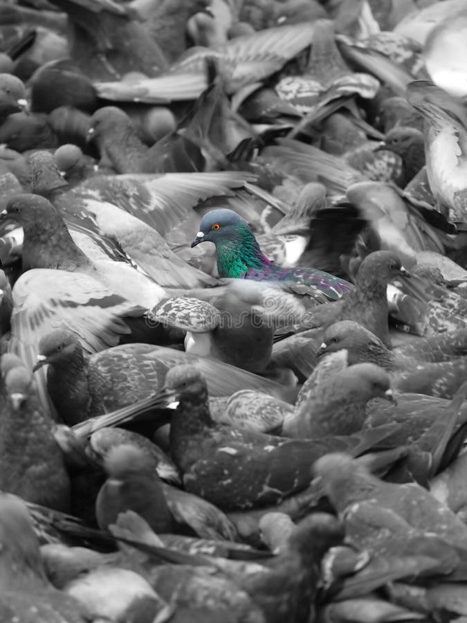 Standing Out from the Crowd Stock Image - Image of birds, contrast: 1457709