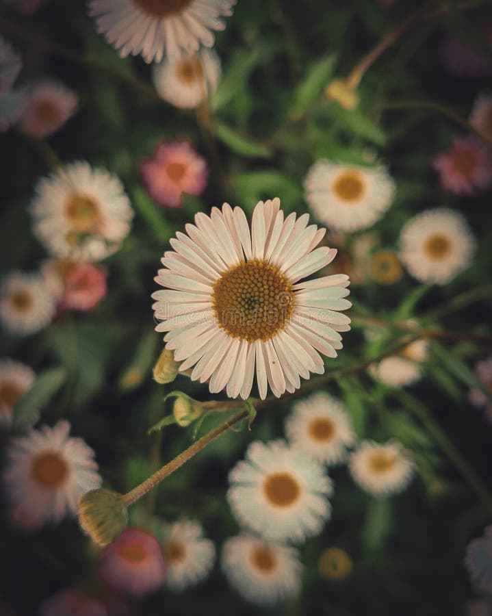Standing Out of the Crowd Daisy Stock Image - Image of garden, beauty ...