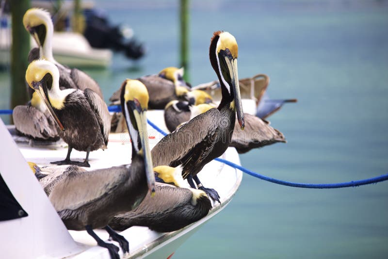 Standing Out of the Crowd is Hard To Do Stock Image - Image of blowing ...