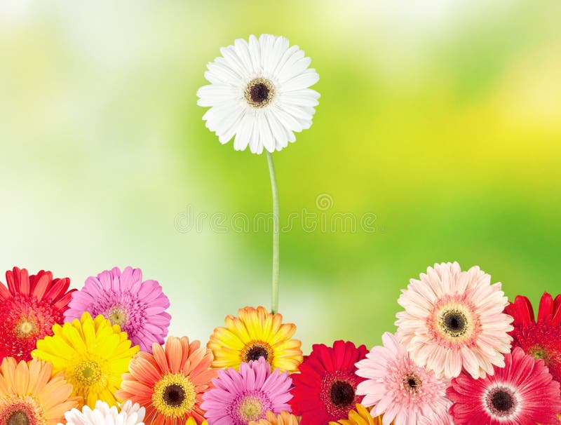 Standing Out from the Crowd Stock Photo - Image of spring, nature: 61562550