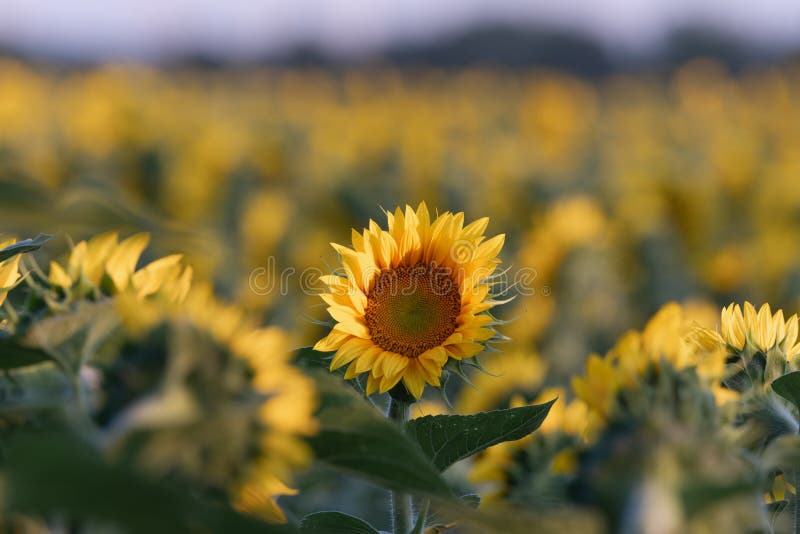 STANDING OUT stock image. Image of stand, sunflowers - 253911715