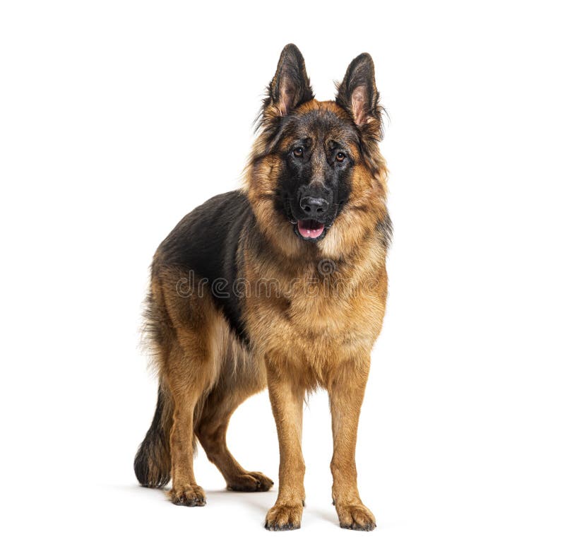 Panting German Shepherd Wearing a Red Scarf, Isolated on White Stock ...