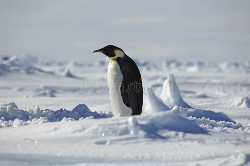 Emperor penguin stands up stock image. Image of expedition - 2562135