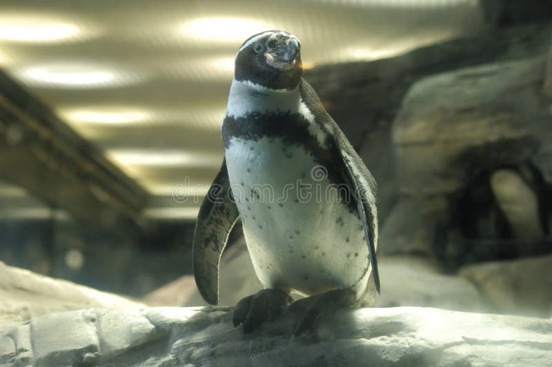 Standing penguin stock image. Image of penguin, winter, curious - 84139