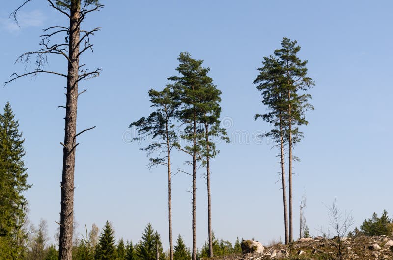 Standing Pine Trees in a Clear Cut Forest Area Stock Image - Image of ...