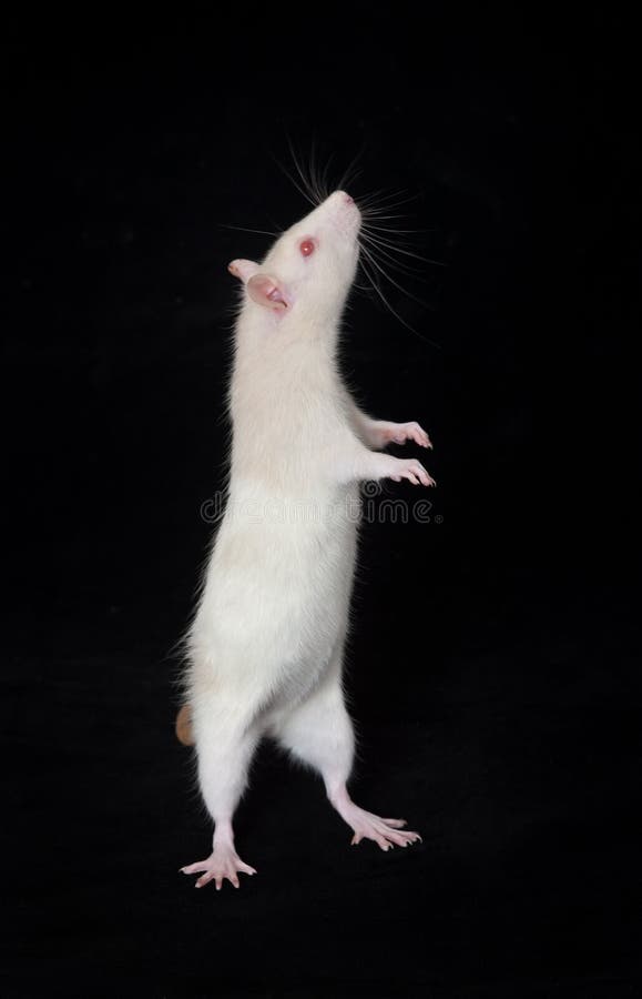 132 Rat Standing Up Photos - Free & Royalty-Free Stock Photos from ...