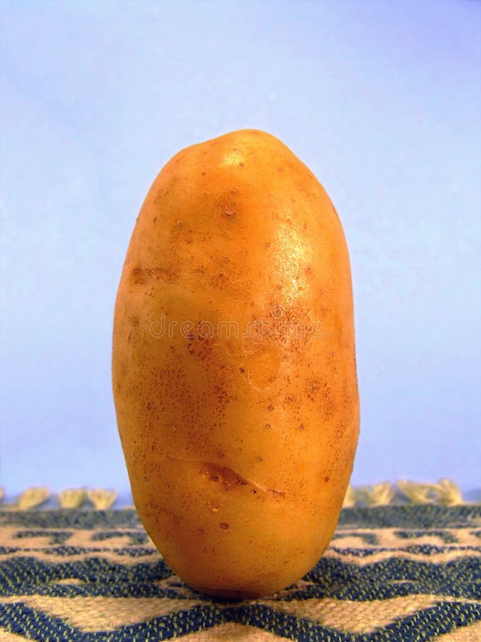 Standing Potato /B stock photo. Image of carbohydrate - 4262066
