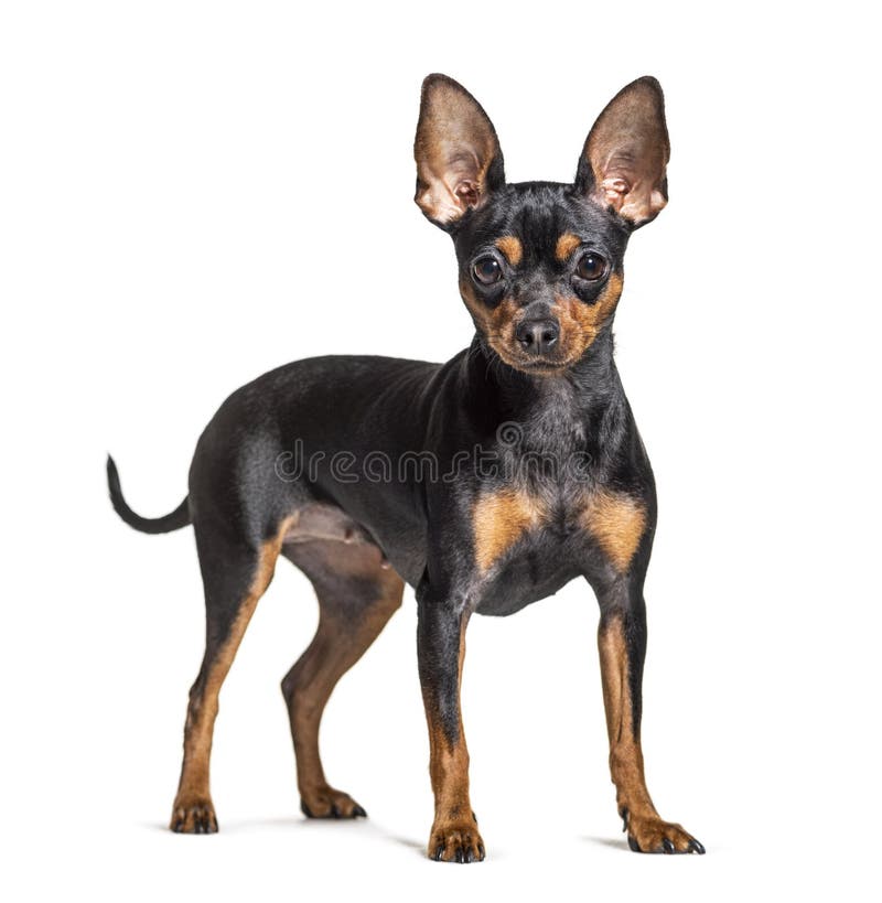 Prague Ratter(Prazsky Krysarik) Stock Image - Image of young, prague ...