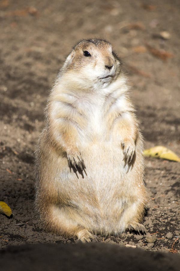 Standing prairie dog stock image. Image of standing, looking - 84802043