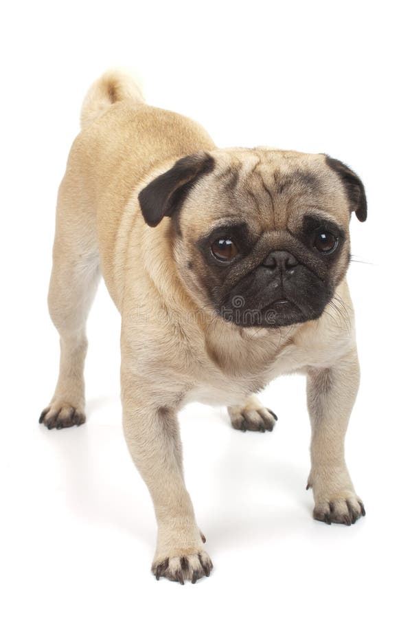 Pug standing stock photo. Image of beige, puppy, adorable - 243602