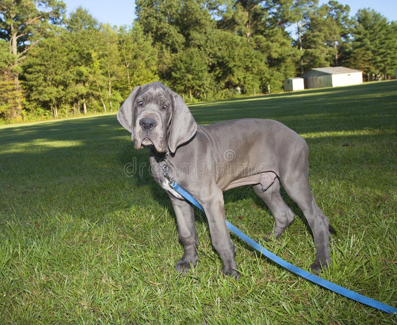 Standing puppy stock photo. Image of eyes, ears, dane - 60482230