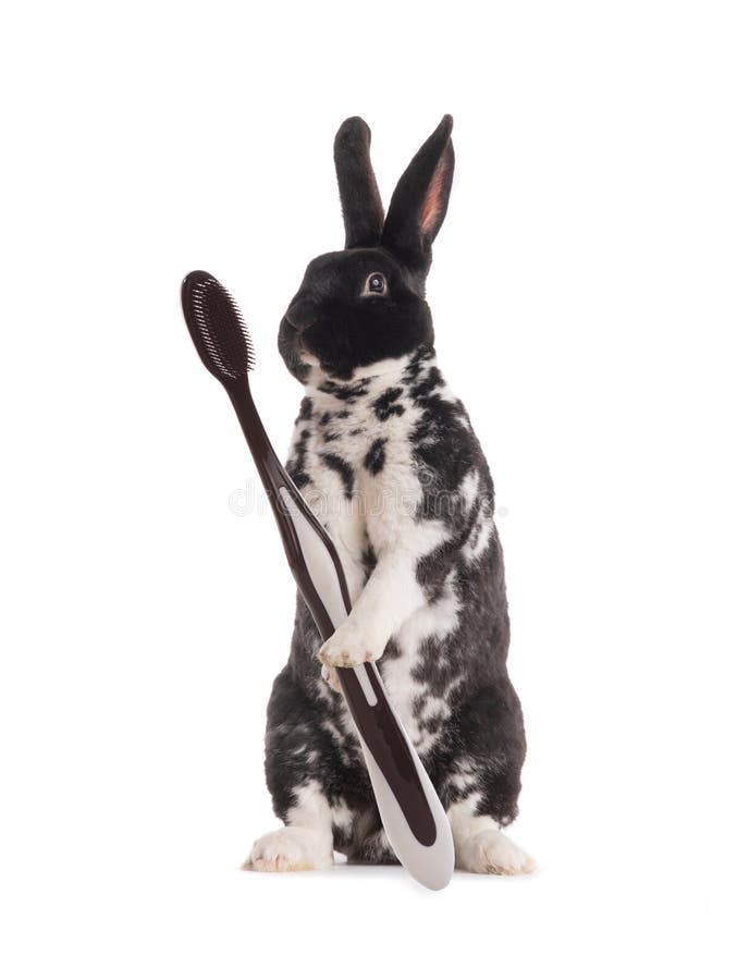 Standing rabbit stock photo. Image of young, card, studio - 53378268