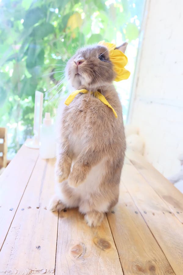 Standing rabbit stock photo. Image of bunny, animal, pets - 88400774