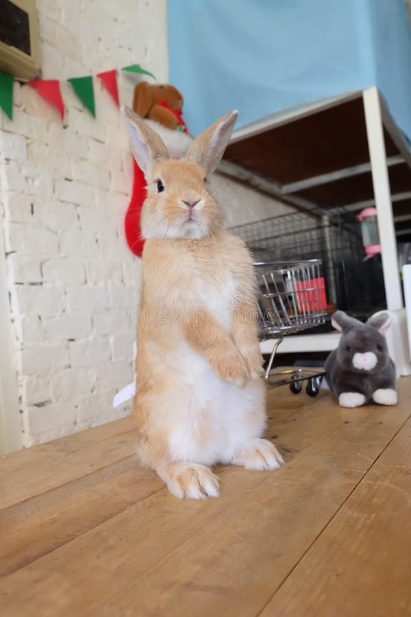 Standing rabbit stock photo. Image of lovely, mammals - 88407024
