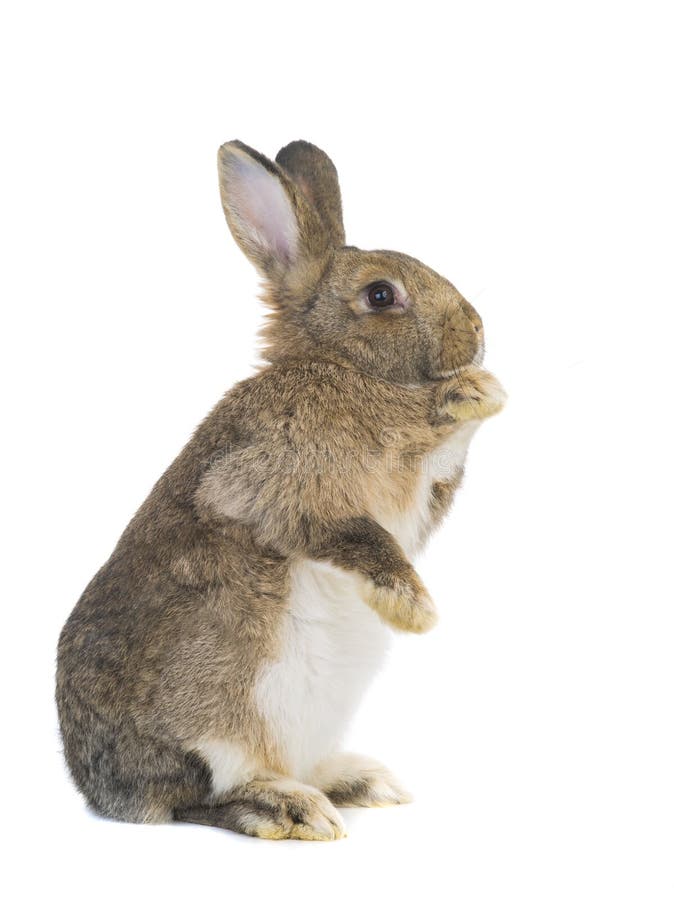 6,765 Standing Rabbit Photos - Free & Royalty-Free Stock Photos from ...
