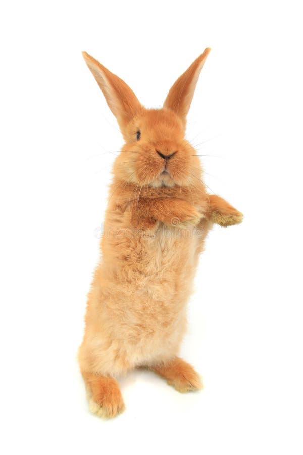 8,915 Standing Rabbit Stock Photos - Free & Royalty-Free Stock Photos ...