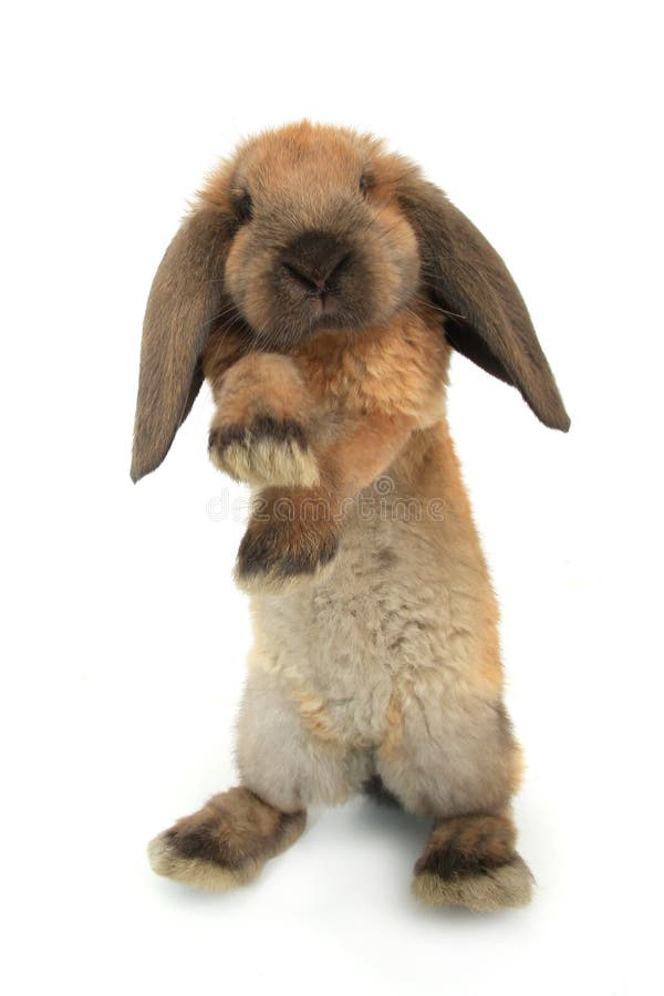 Standing rabbit stock photo. Image of young, card, studio - 53378268