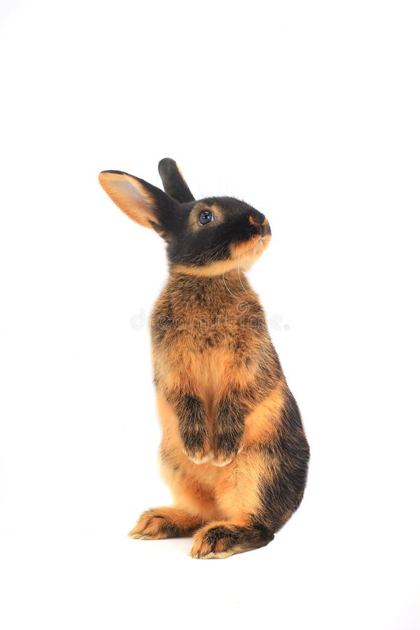 Standing rabbit stock photo. Image of young, card, studio - 53378268