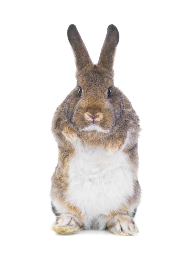 7,194 Standing Rabbit Photos - Free & Royalty-Free Stock Photos from ...