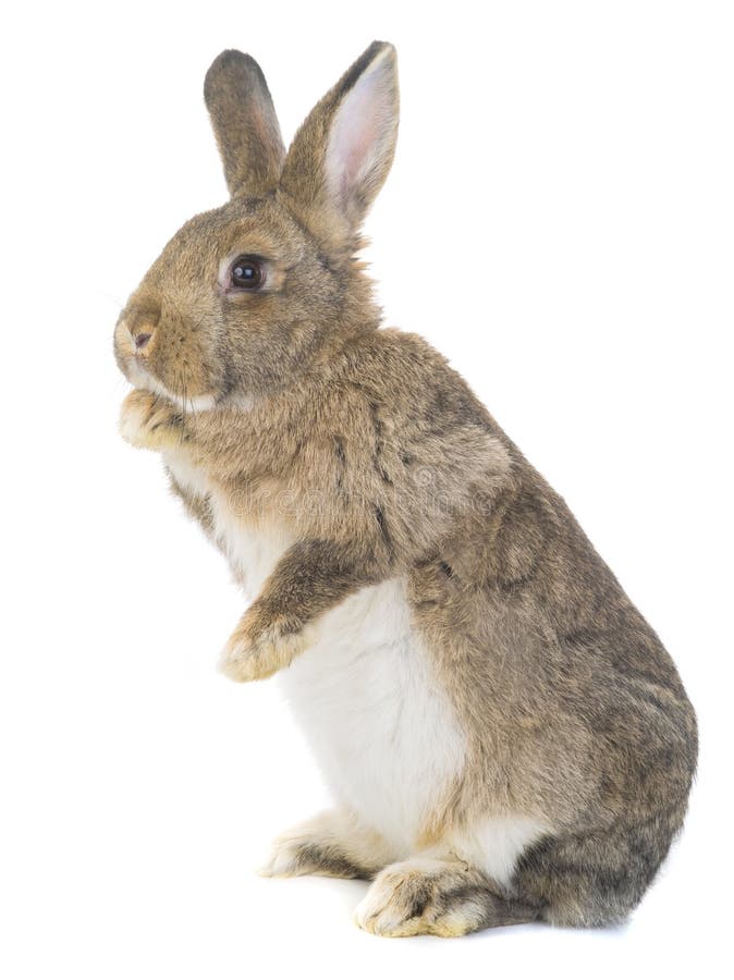 Standing rabbit stock photo. Image of baby, furry, bunny - 61409224