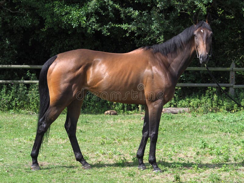 Standing Race Horse stock photo. Image of racing, stood - 154261026