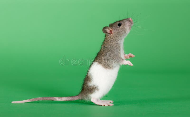 Standing rat stock photo. Image of white, pets, mammal - 25185332