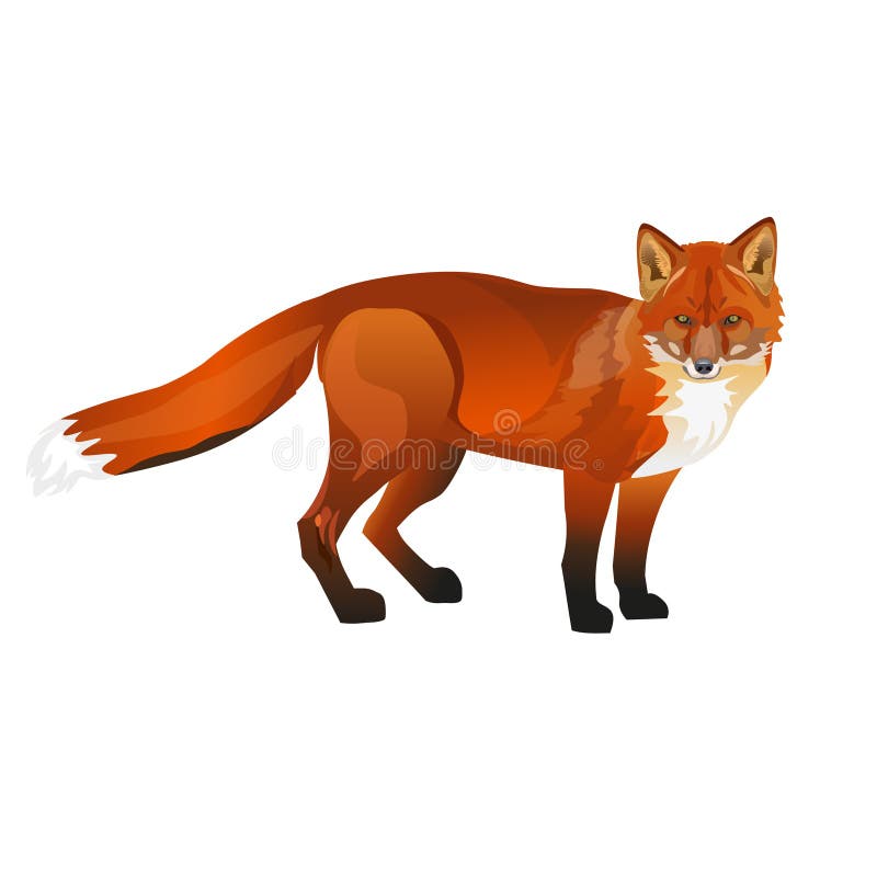 Standing Fox Stock Illustrations – 1,310 Standing Fox Stock ...