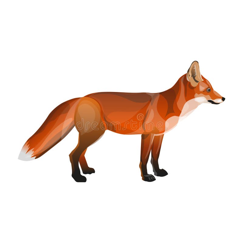 Standing Fox Stock Illustrations – 1,310 Standing Fox Stock ...