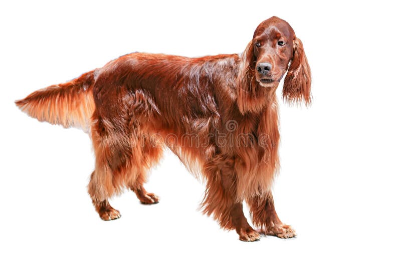 Standing Male Red Irish Setter Stock Photos - Free & Royalty-Free Stock ...