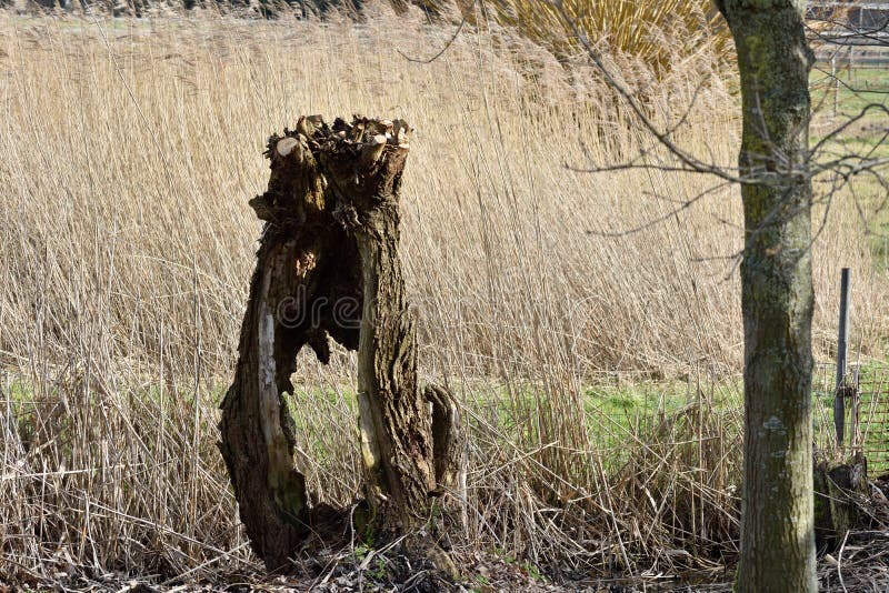 An Old Tree Trunk Close To Oss in the Netherlands with the Middle ...