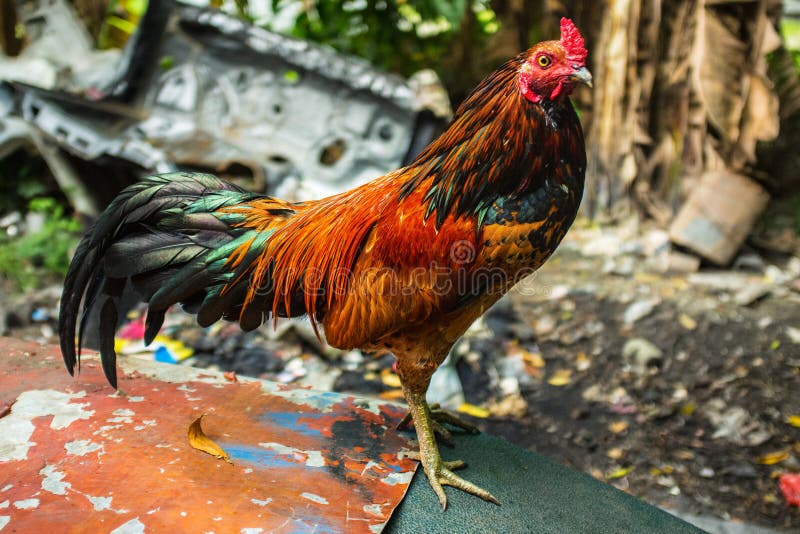 Full Grown Rooster Stock Photos - Free & Royalty-Free Stock Photos from ...
