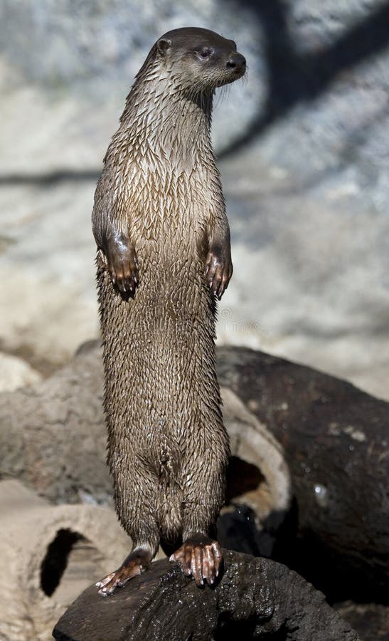 Standing River Otter stock photo. Image of body, otter - 8644552