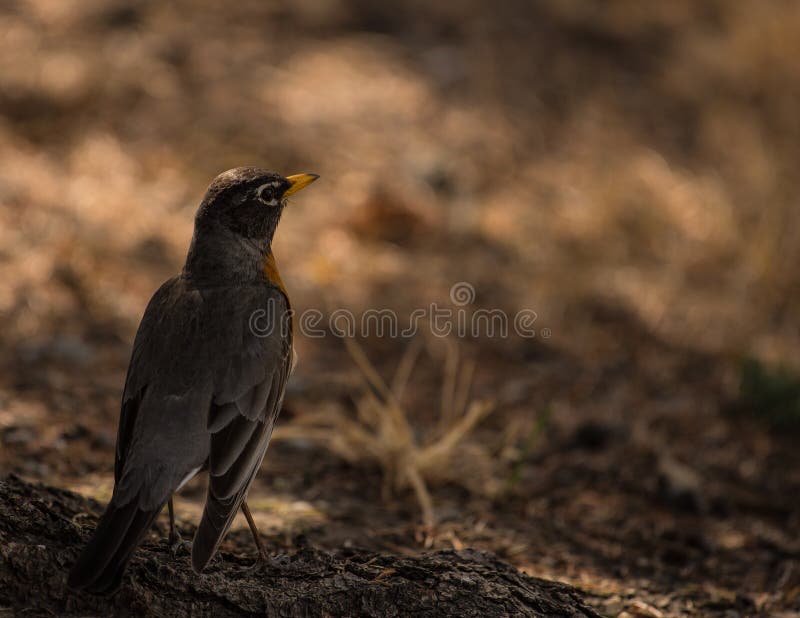 Standing robin stock photo. Image of green, ground, detail - 80050142