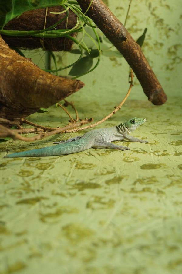 Standings Day Gecko - Phelsuma Standingi Stock Image - Image of ...