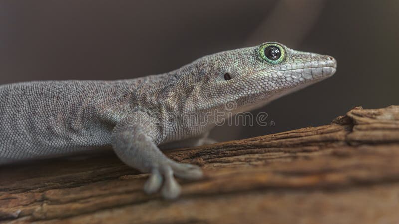 Standings Day Gecko - Phelsuma Standingi Stock Image - Image of ...