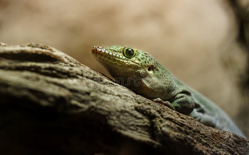 Standings Day Gecko - Phelsuma Standingi Stock Image - Image of ...