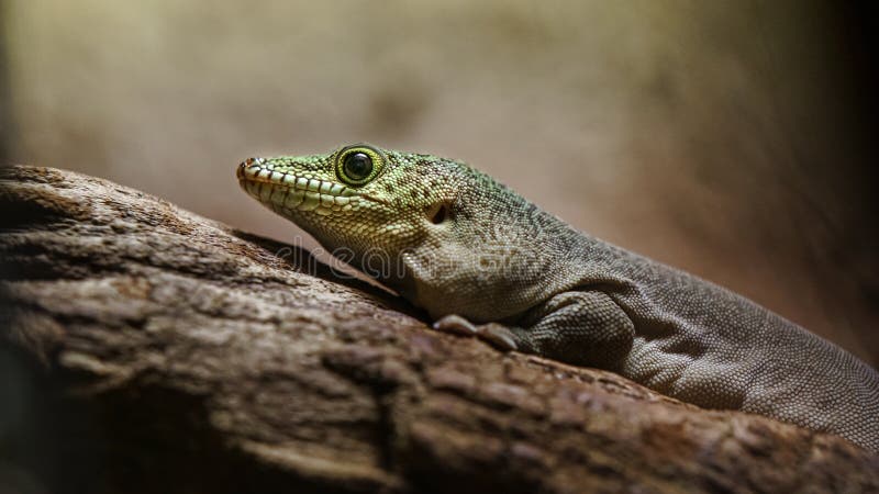 Standings Day Gecko - Phelsuma Standingi Stock Image - Image of ...