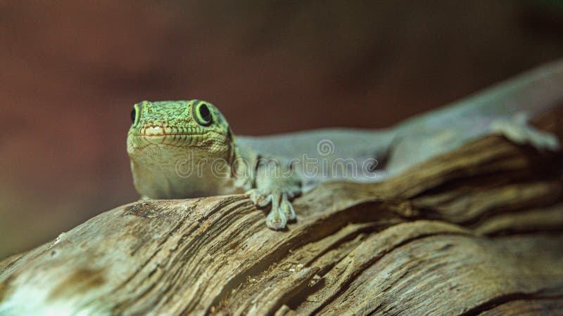 Standings Day Gecko - Phelsuma Standingi Stock Image - Image of ...
