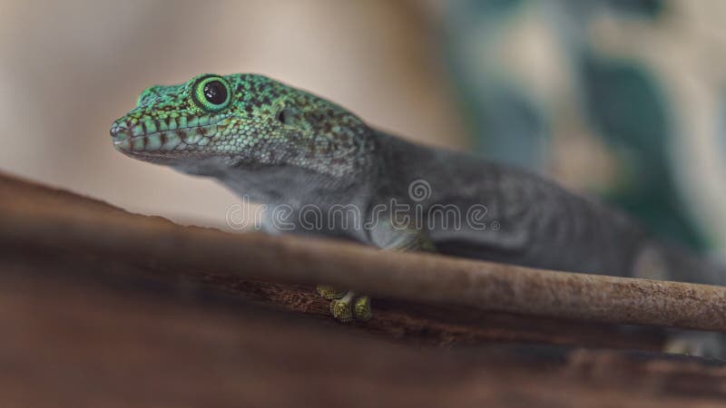 Standings Day Gecko - Phelsuma Standingi Stock Image - Image of ...